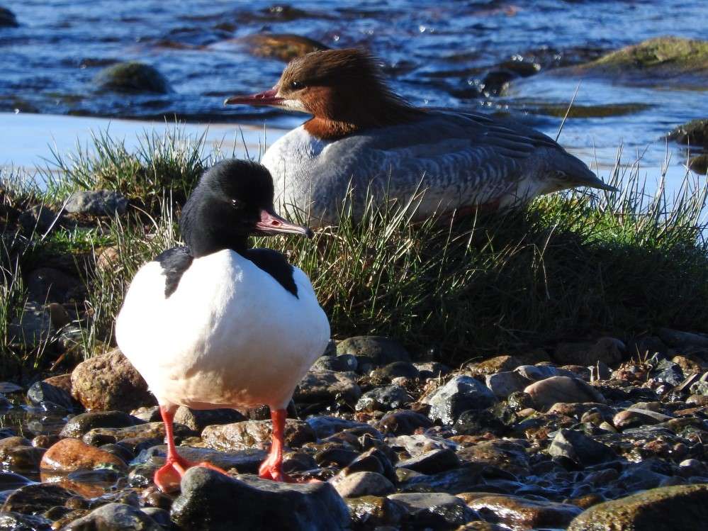 Events News & Writeups - Devon Birds