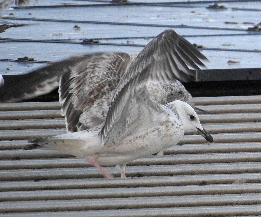Brixham Fish Quay gull roost - Devon Birds