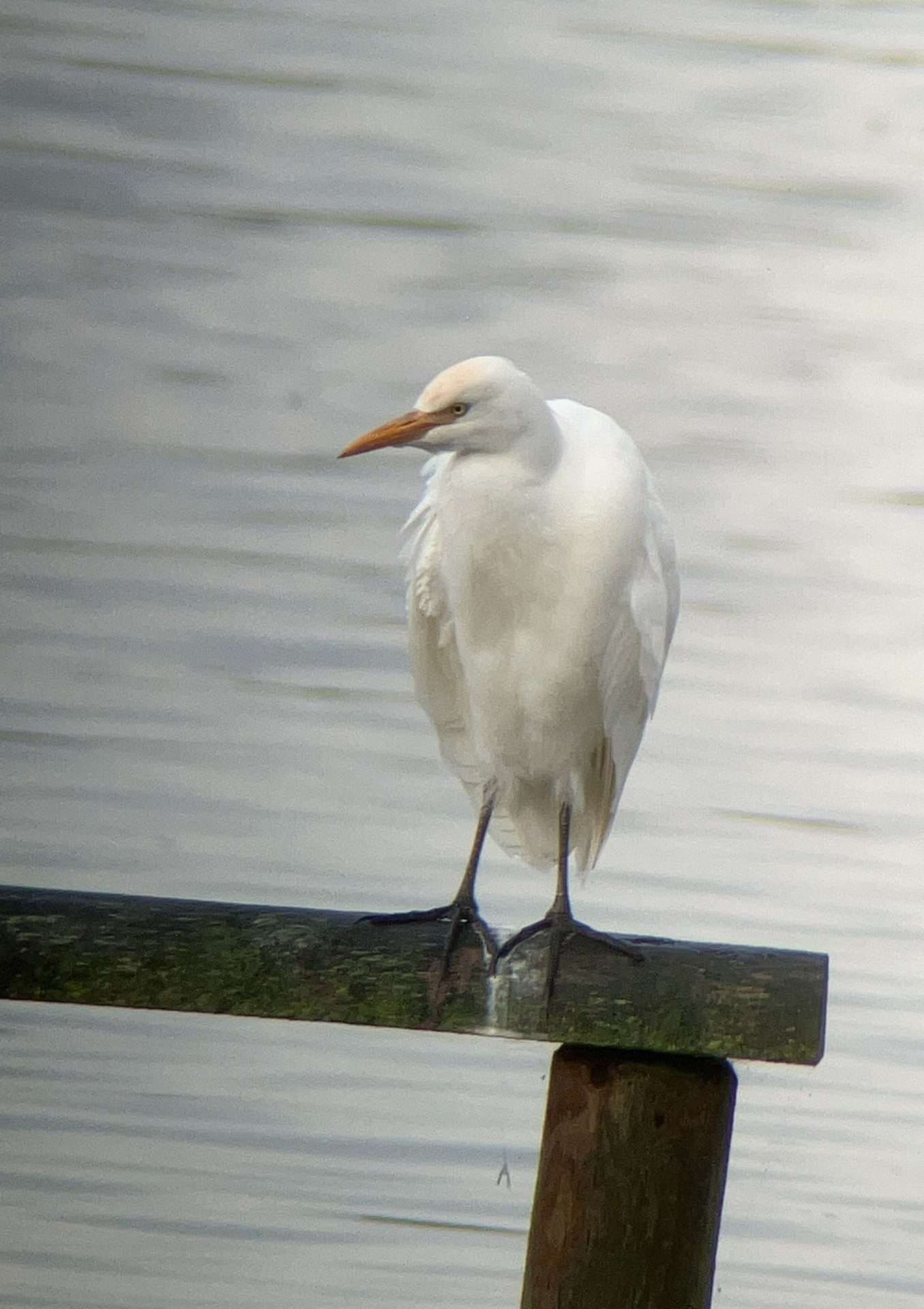 Plym Estuary & Saltram - Devon Birds