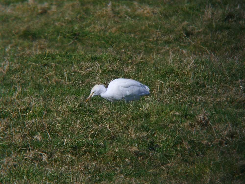 Braunton Marshes - Devon Birds