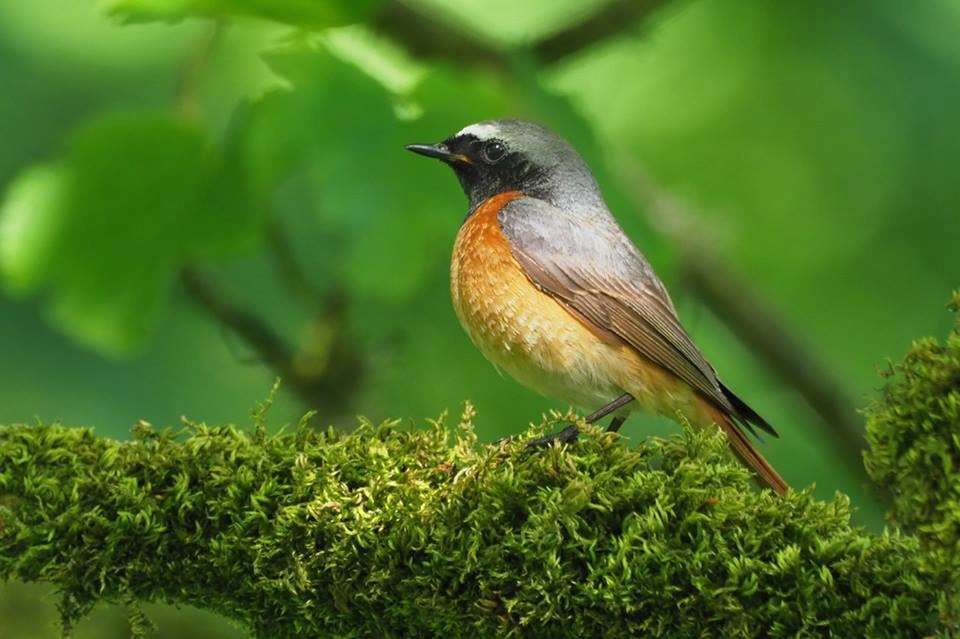 South Devon - Devon Birds