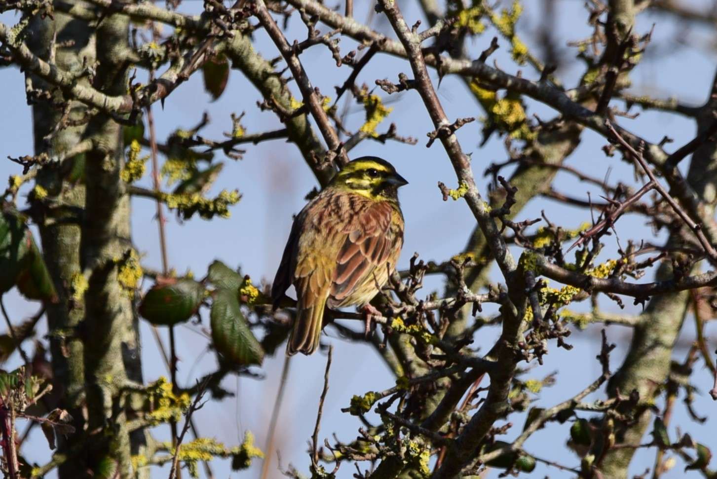 Cirl Buntings , Labrador Bay - Devon Birds
