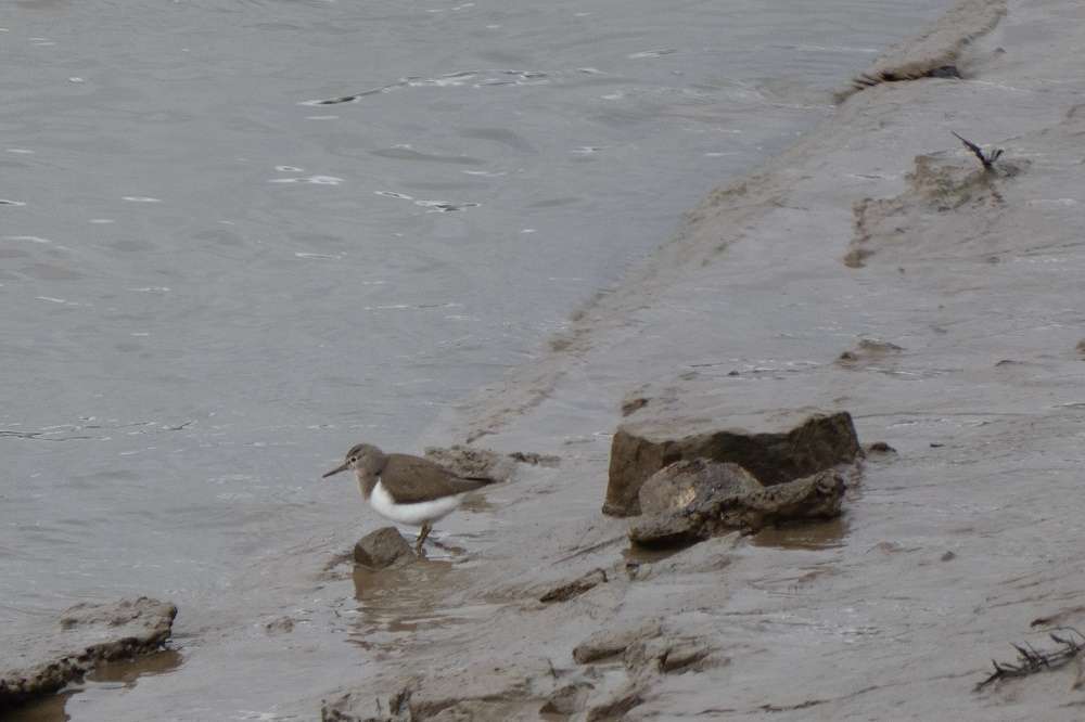 Bradiford Reserve & north side of Taw Estuary - Devon Birds