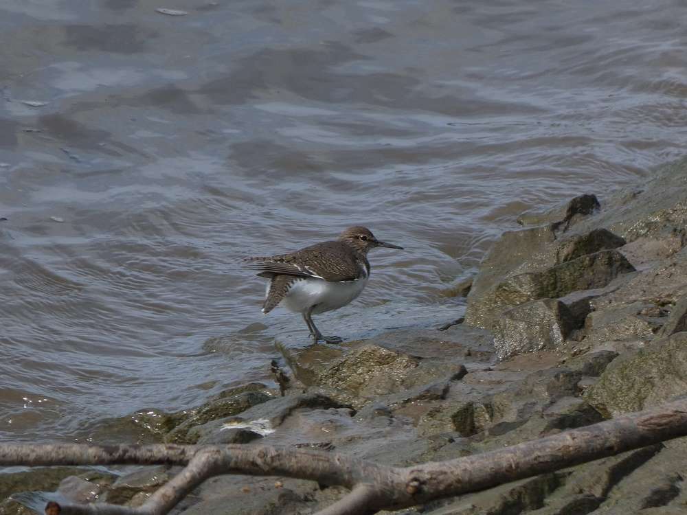 North side of Taw Estuary - Devon Birds