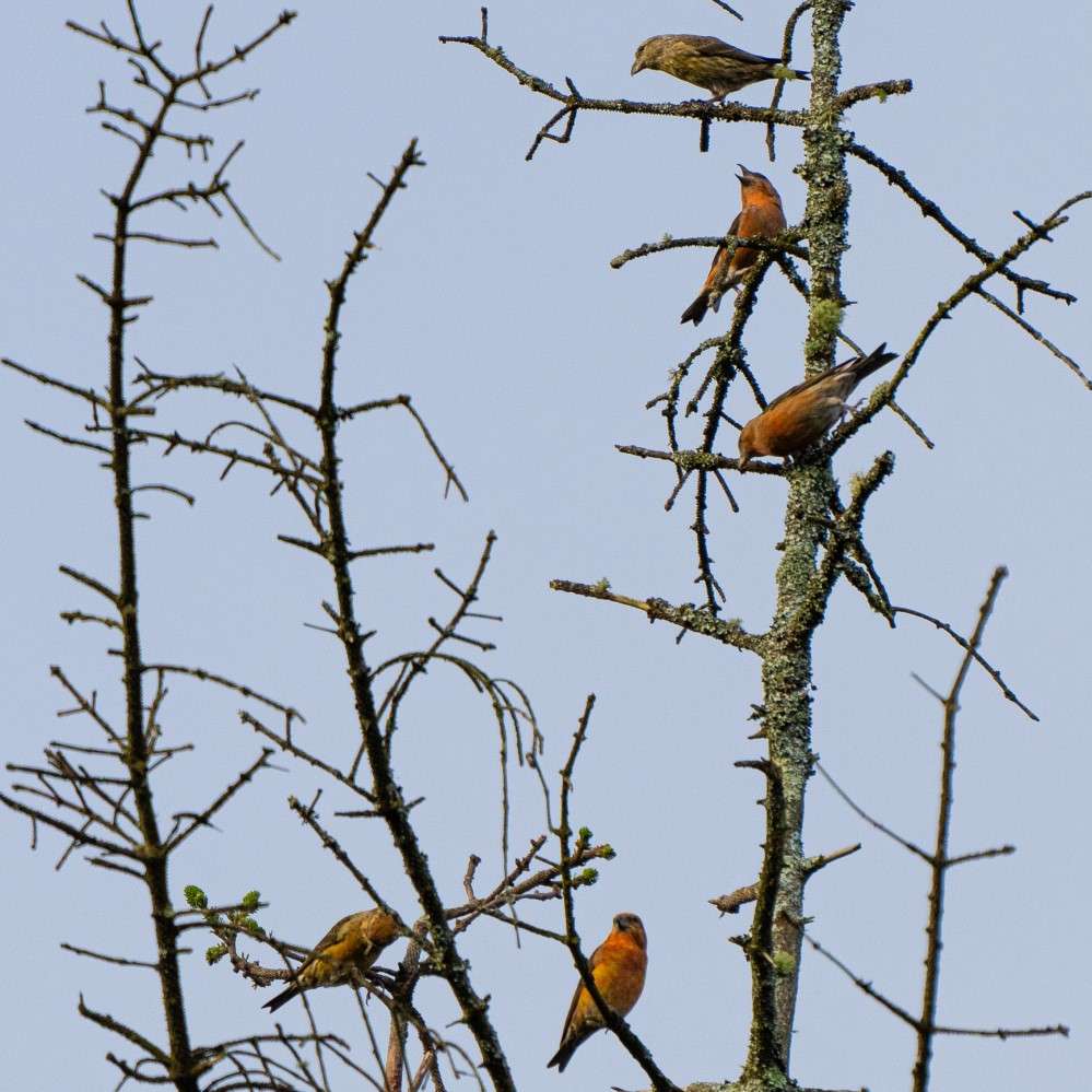 Crossbill Cookworthy Forest - Devon Birds