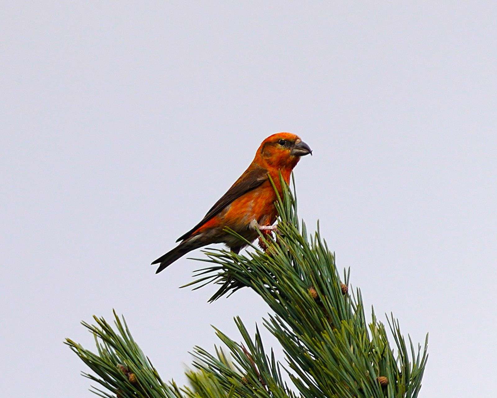 AYLESBEARE COMMON - 24 FEB 2026 - Devon Birds