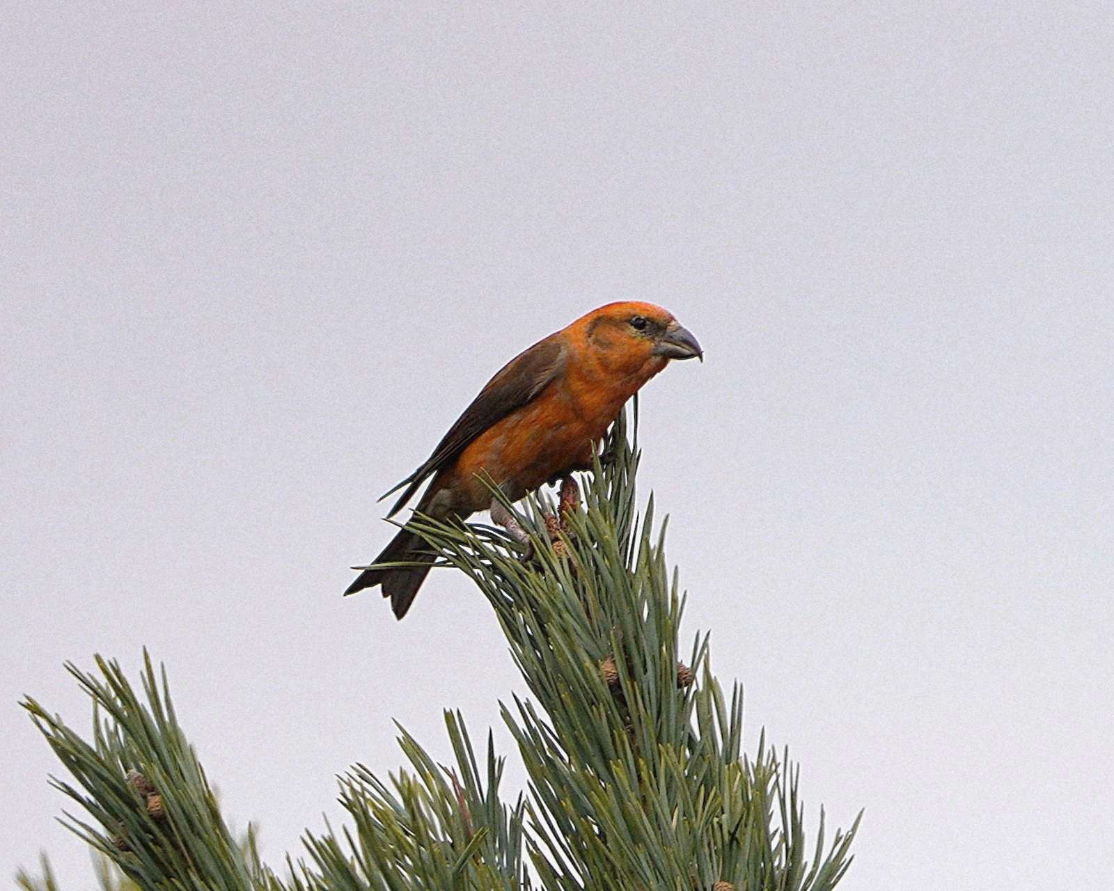 AYLESBEARE COMMON - 24 FEB 2026 - Devon Birds