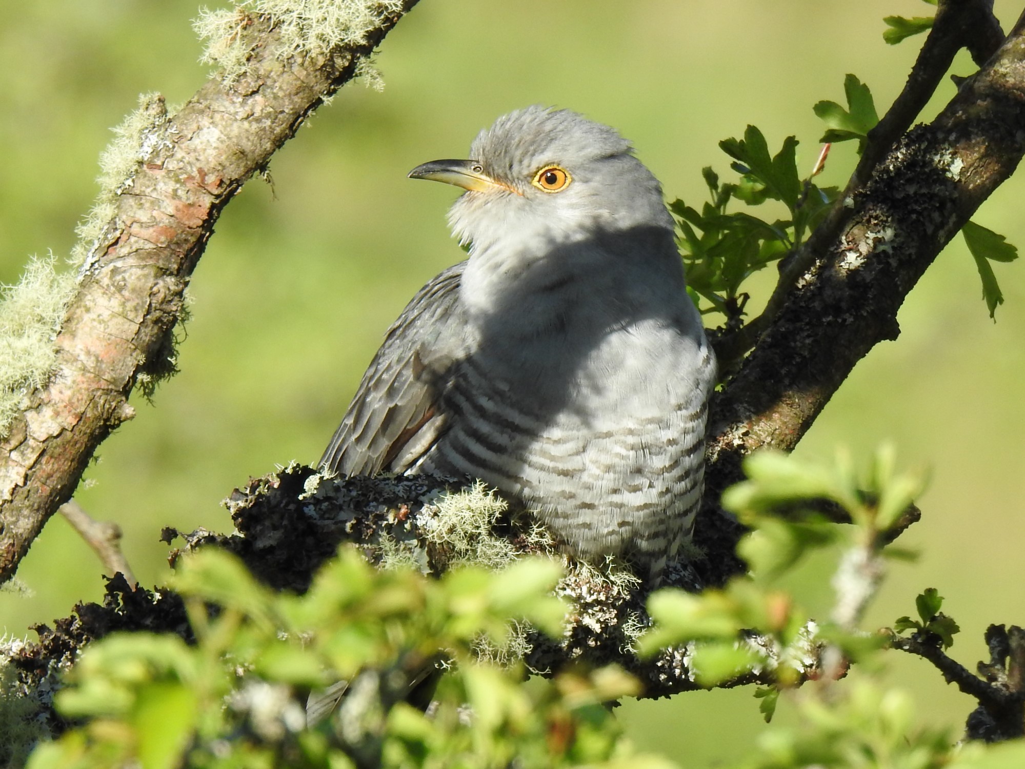 Blackpool Wood, Dart Valley NR - Devon Birds