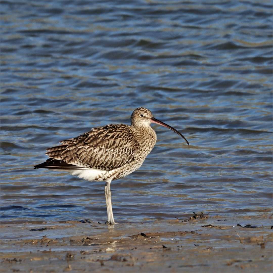 Plymouth - Devon Birds