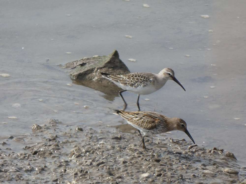 Curlew Sandpipers & Dunlin - Devon Birds
