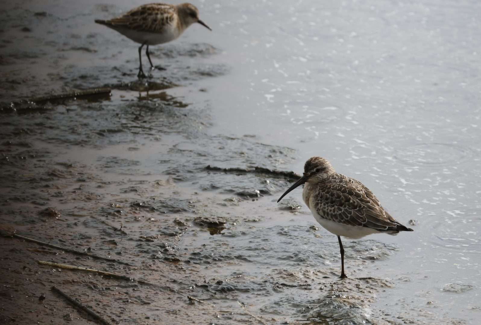 Plymouth - Devon Birds