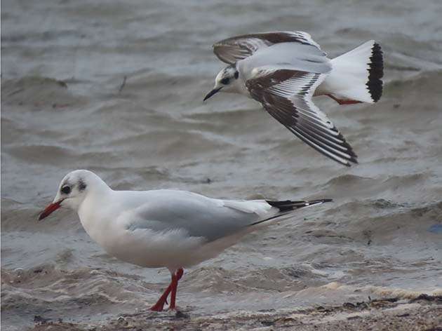 Little Gull South Milton Sands - Devon Birds