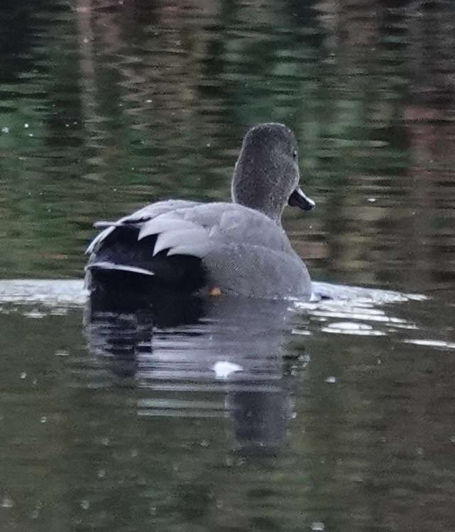 Gadwall. - Devon Birds