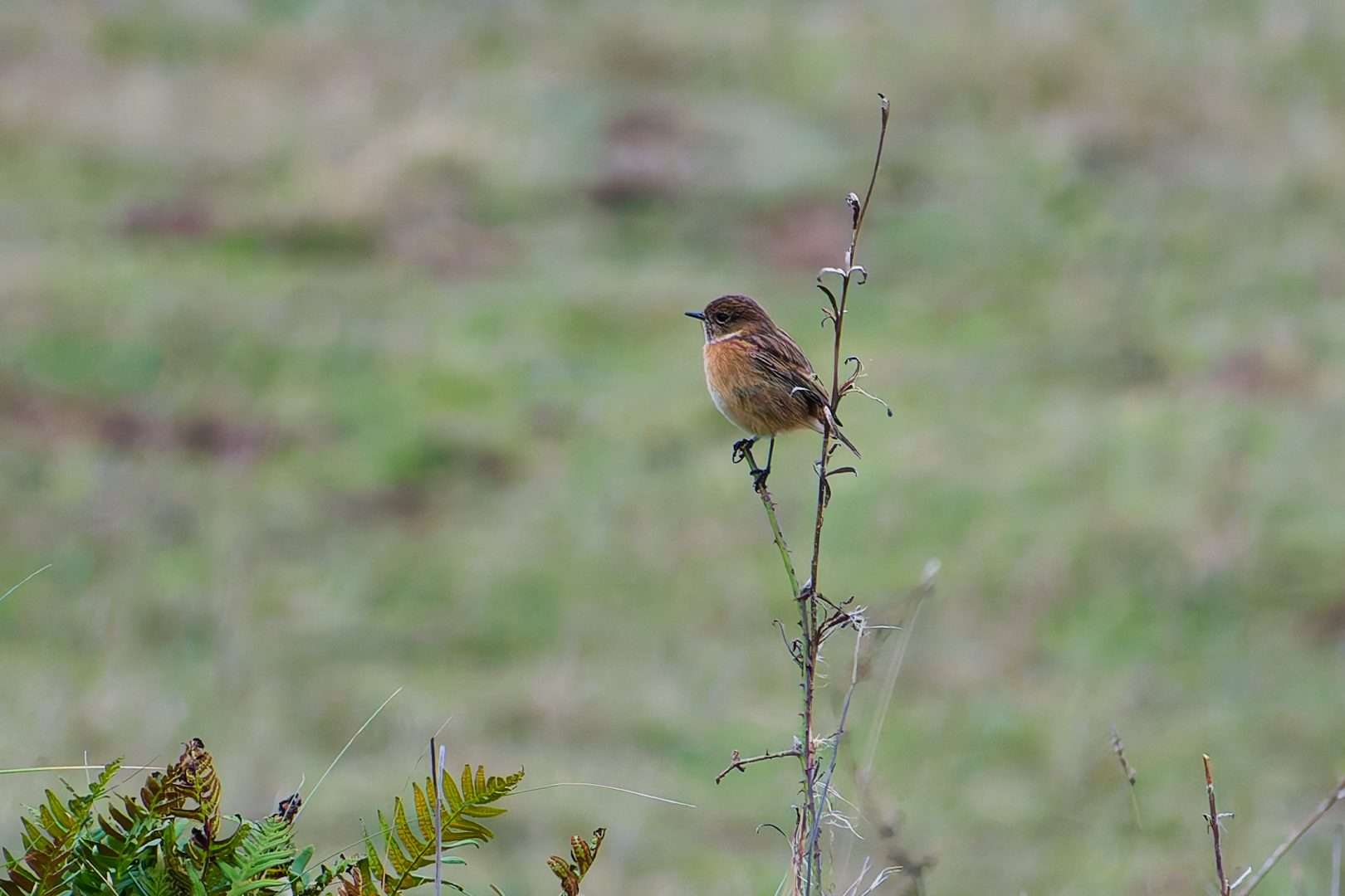 Mid-Devon branch visit to Dawlish Warren - 11th December 2024 - Devon Birds