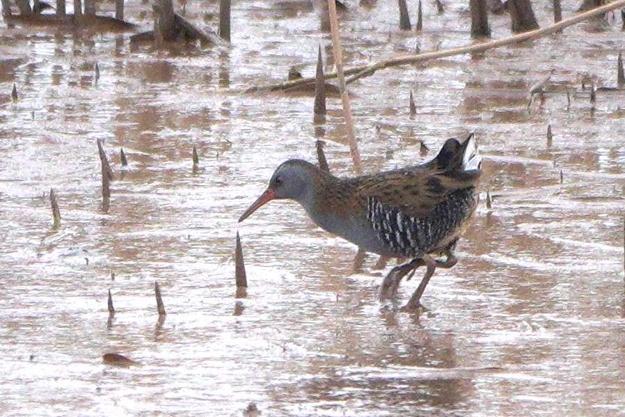 Goosemoor Lagoons NR - Water Rail - Devon Birds
