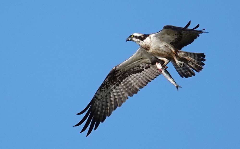 River Dart - Devon Birds