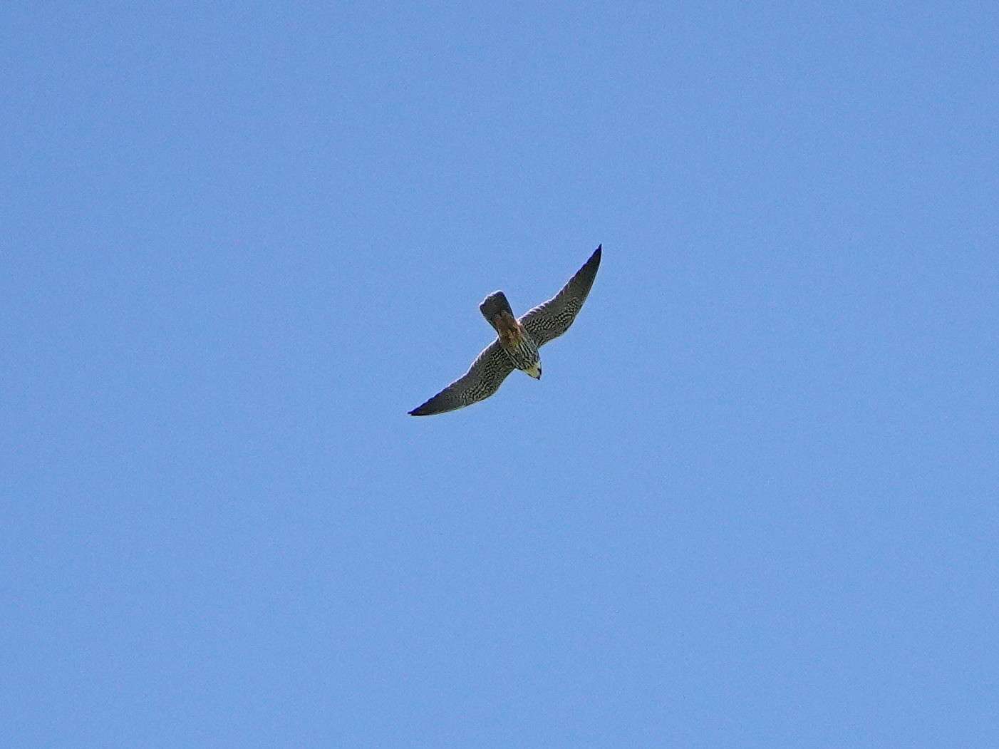 Hobby - Exminster Marsh - Devon Birds