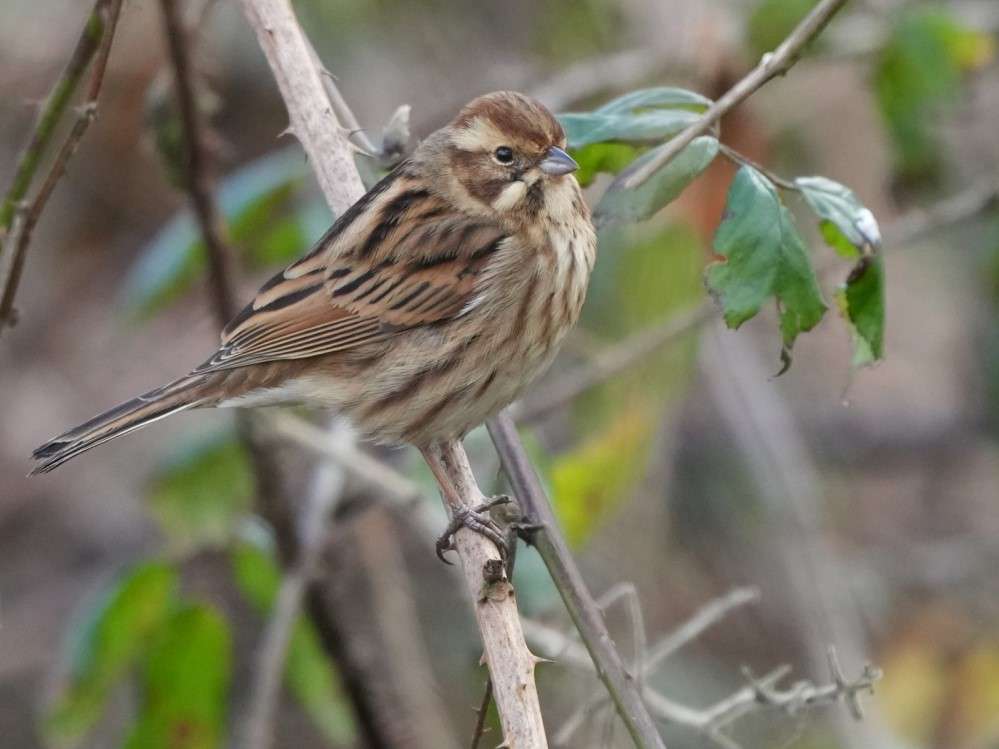 Lower Tamar Lake - Devon Birds