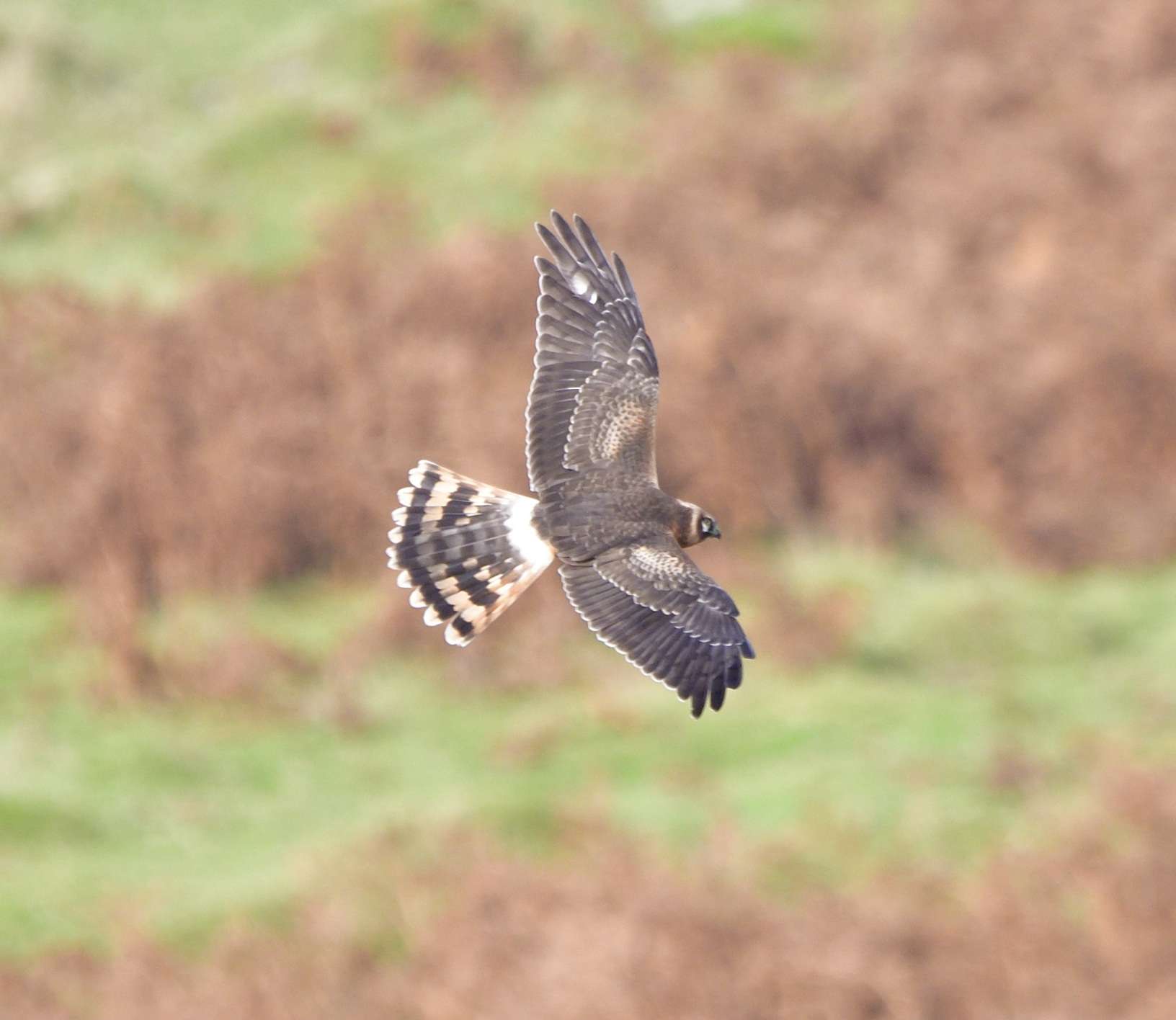 Trowlesworthy, Cadover - Devon Birds