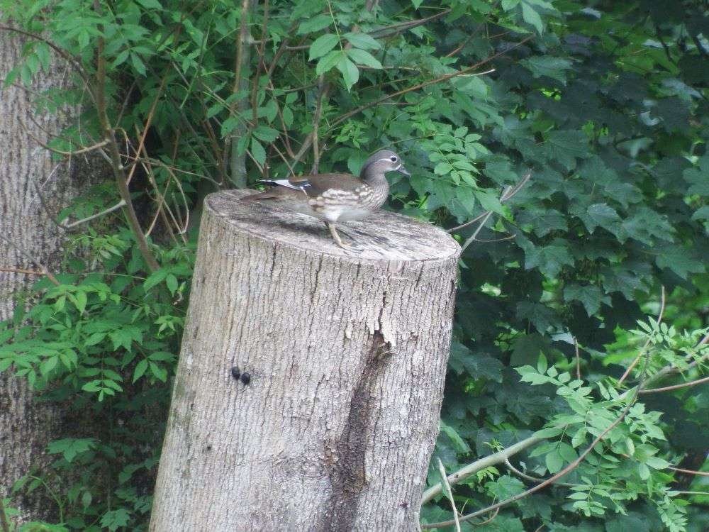 Mandarin Duck. Berrynarbor - Devon Birds