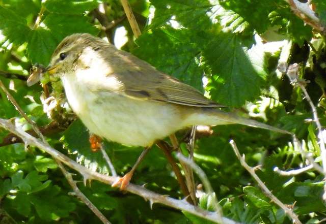 Roborough Down - Devon Birds