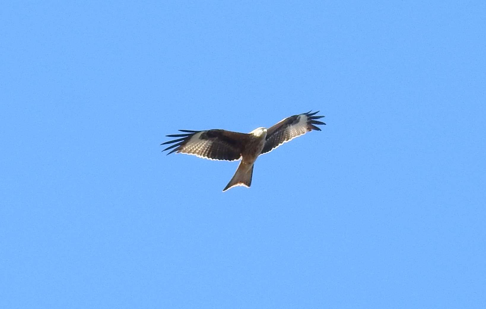 Codden hill Barnstaple Red kite - Devon Birds