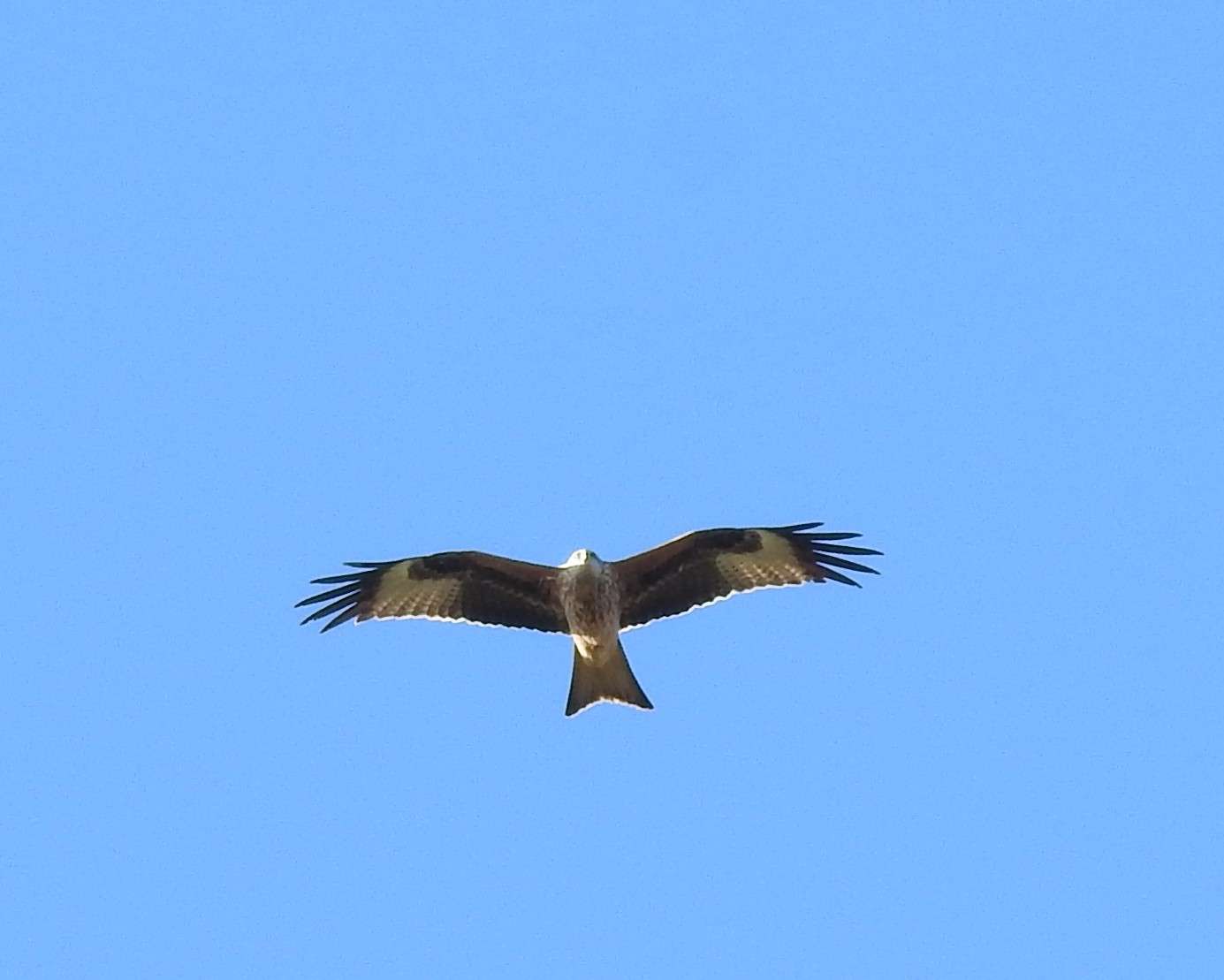 Codden hill Barnstaple Red kite - Devon Birds