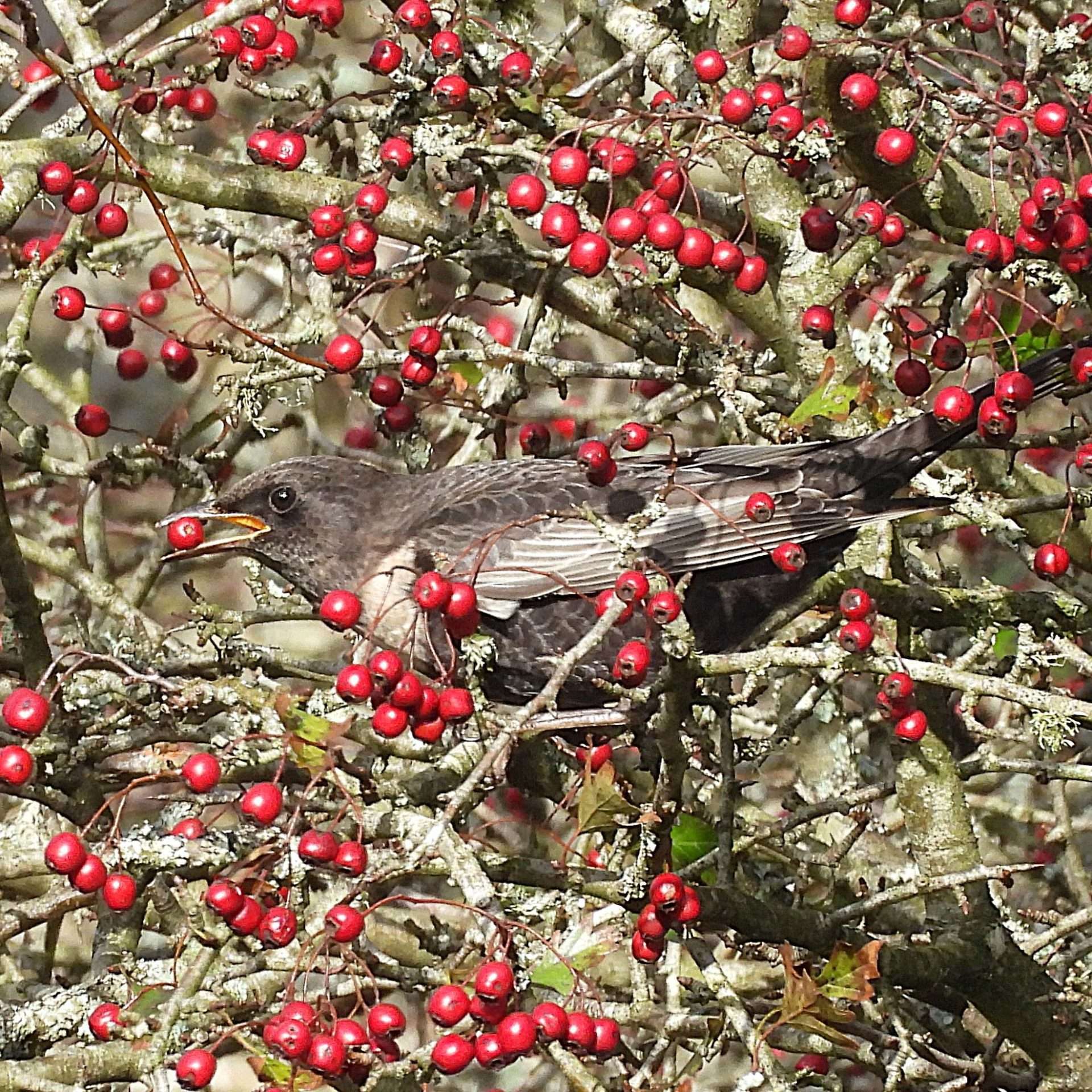 Emsworthy, Dartmoor - Devon Birds