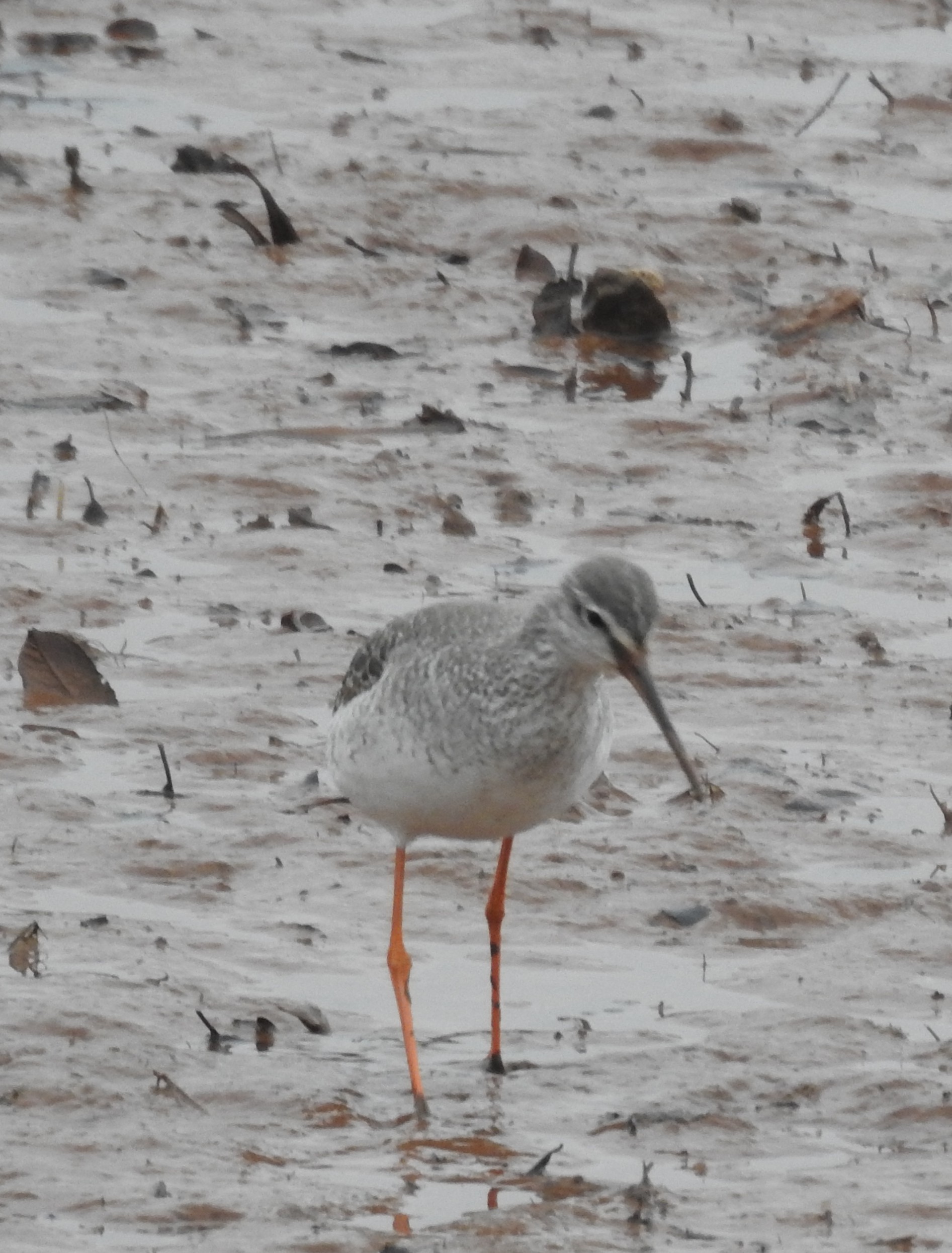 Otter nature reserve - Devon Birds