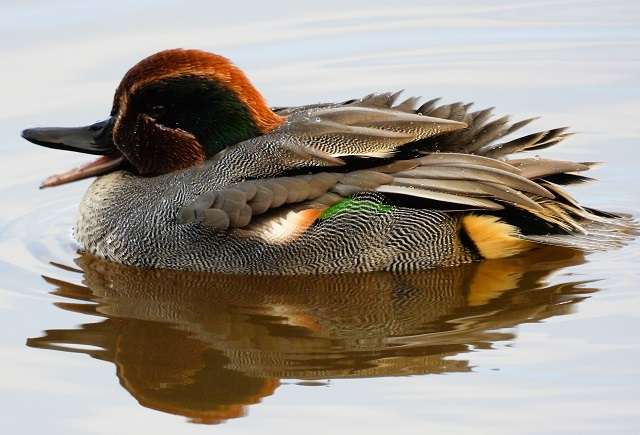 Seaton Wetlands - Devon Birds