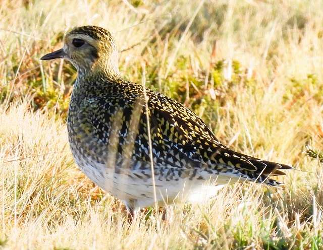 Crownhill Down - Devon Birds