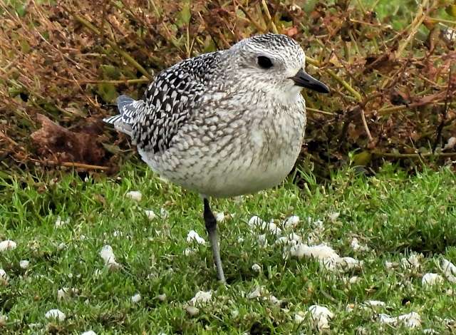Seaton Wetlands - Devon Birds