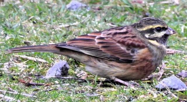 Broadsands - Devon Birds