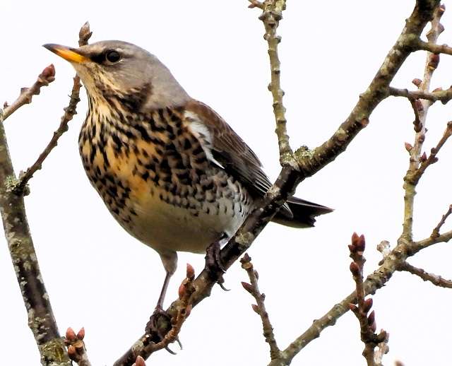 Crownhill Down - Devon Birds