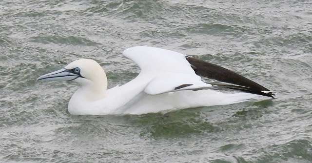 Brixham Harbour - Devon Birds