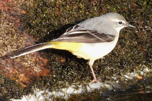 Saltram - Devon Birds
