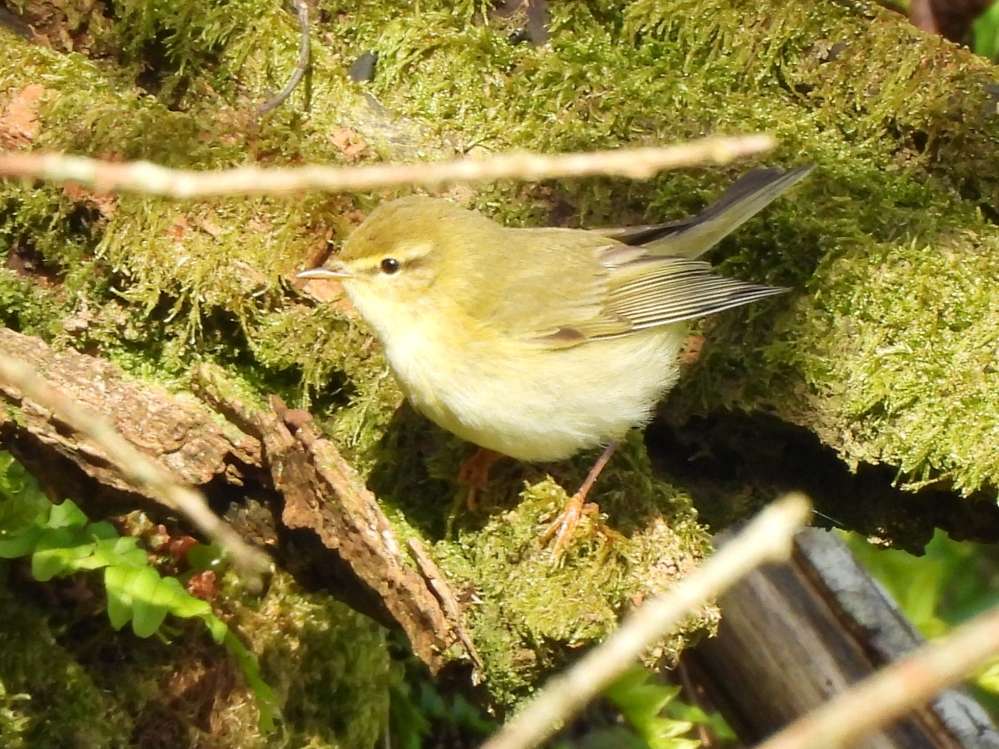 Challacombe - Devon Birds