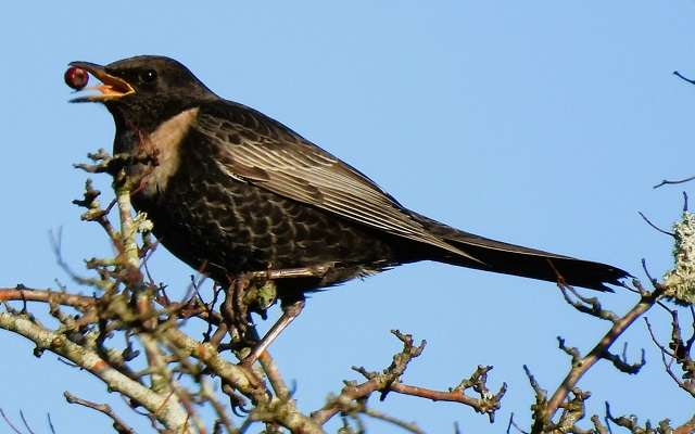 Cadover Bridge - Devon Birds