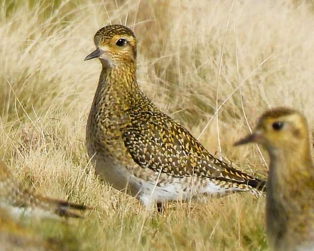 Ringmoor Down - Devon Birds