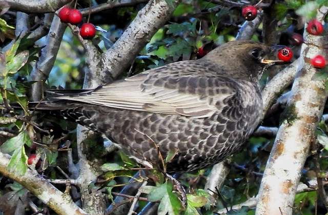 Cadover Bridge - Devon Birds