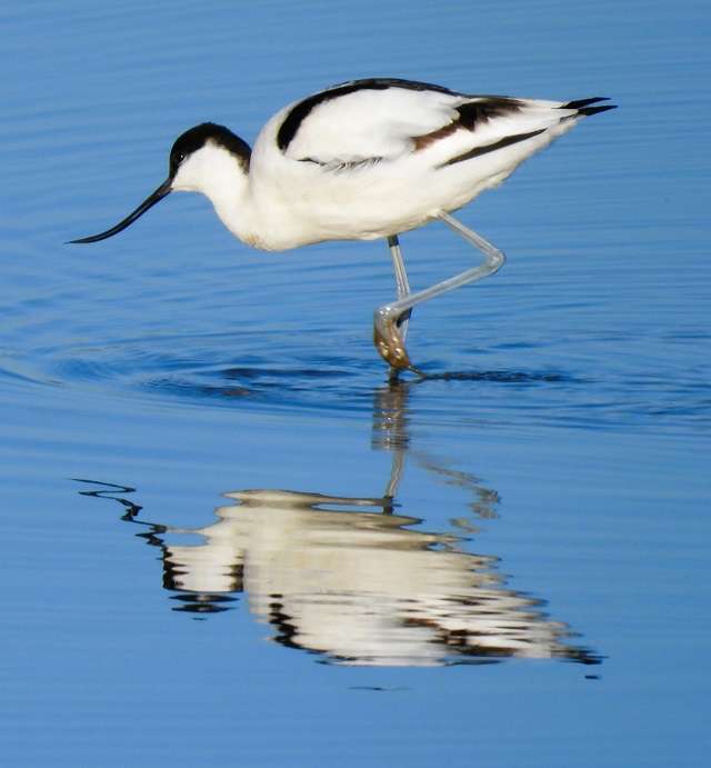 Exminster Marshes - Devon Birds