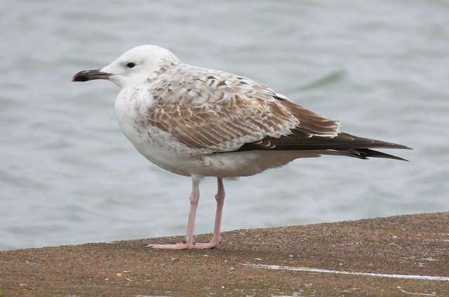 Brixham Harbour - Devon Birds