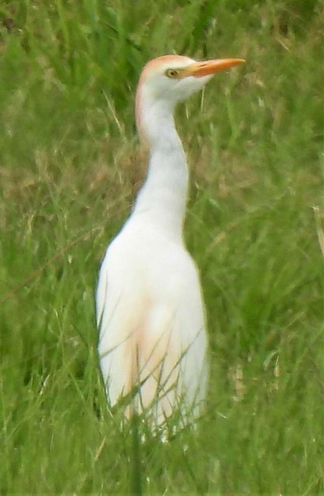 West Charleton Marsh - Devon Birds