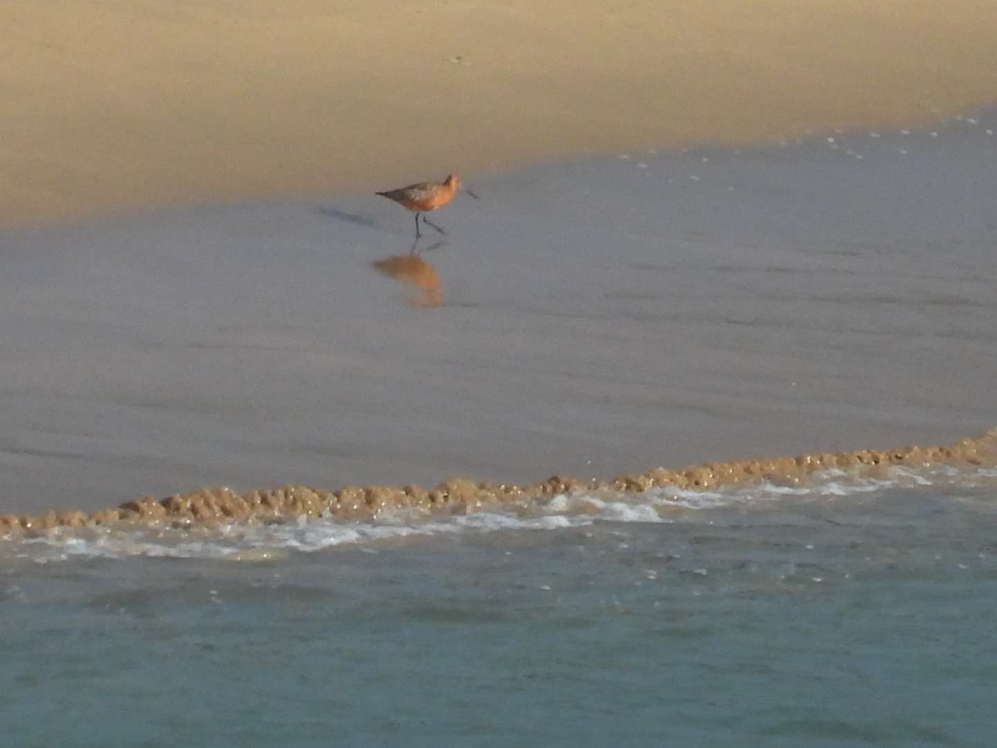 Salcombe - Devon Birds