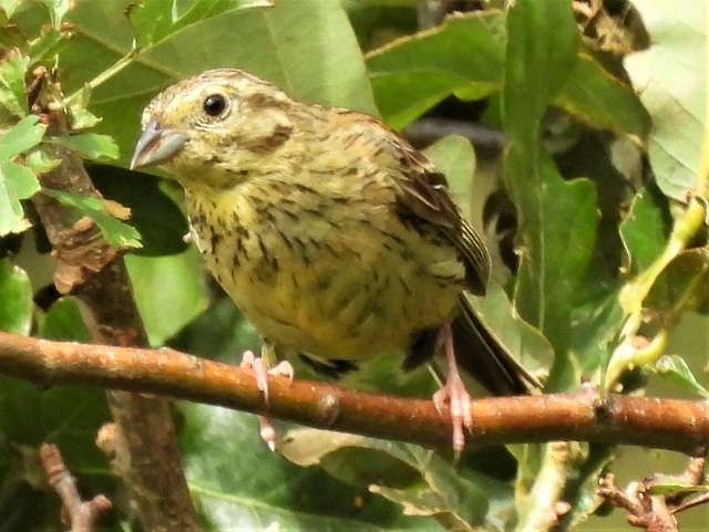 West Charleton Marsh - Devon Birds