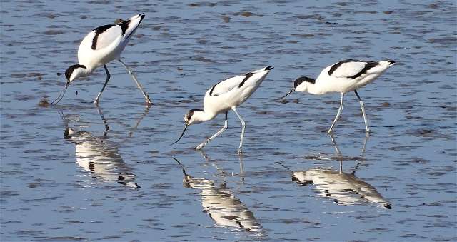 Lopwell Dam - Devon Birds