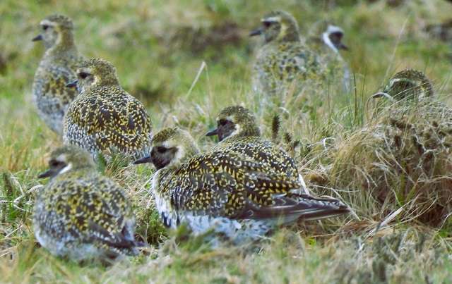 Crownhill Down - Devon Birds
