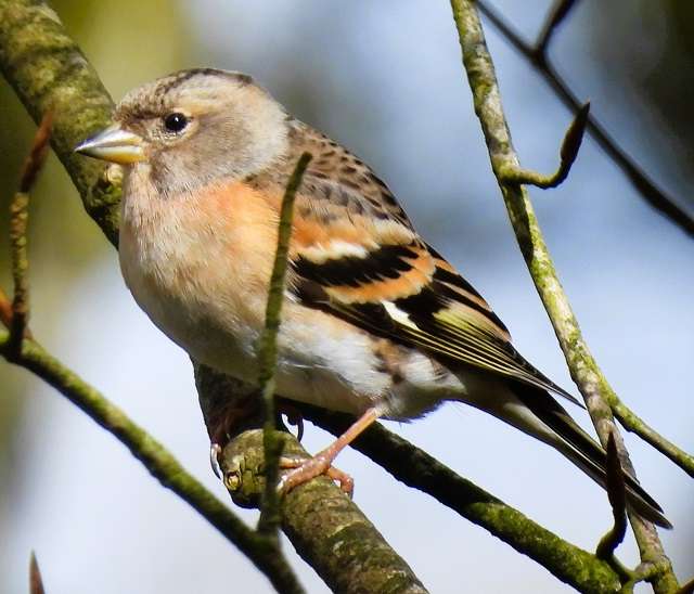 Postbridge Bramblings - Devon Birds