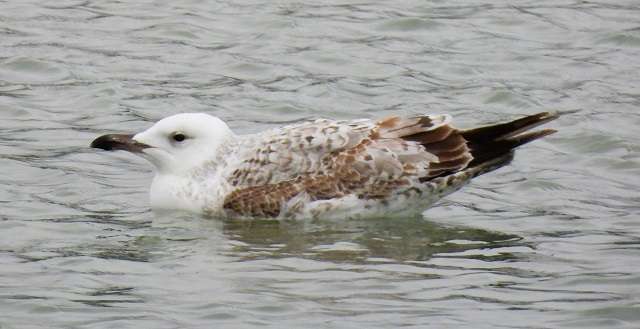 Brixham Harbour - Devon Birds