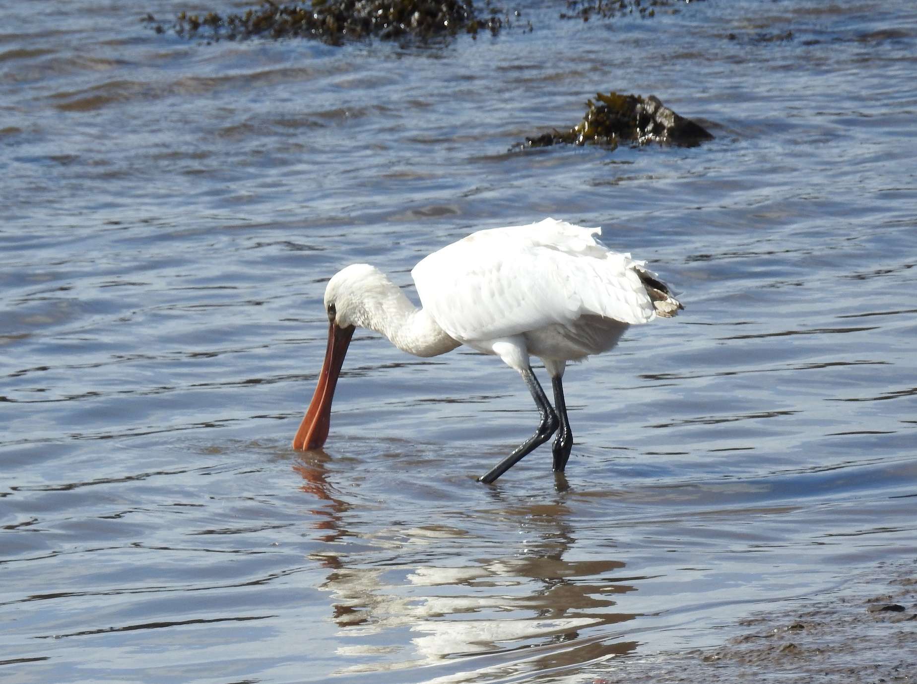 Teign Estuary - Devon Birds
